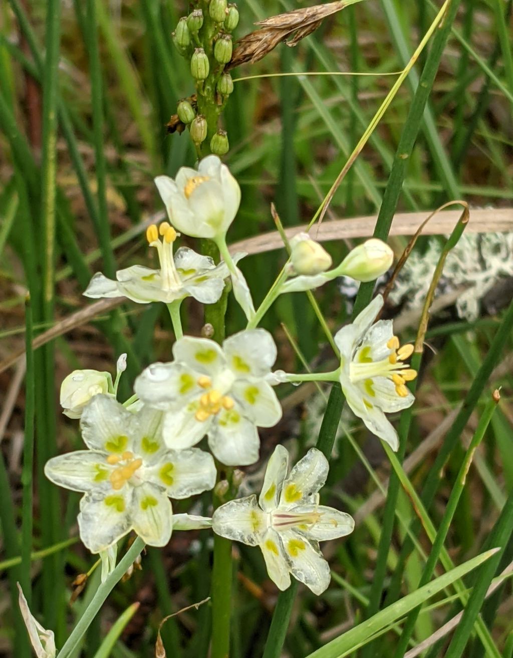 Summer 2021 Visit to Welch Creek Natural Area | SAPAA