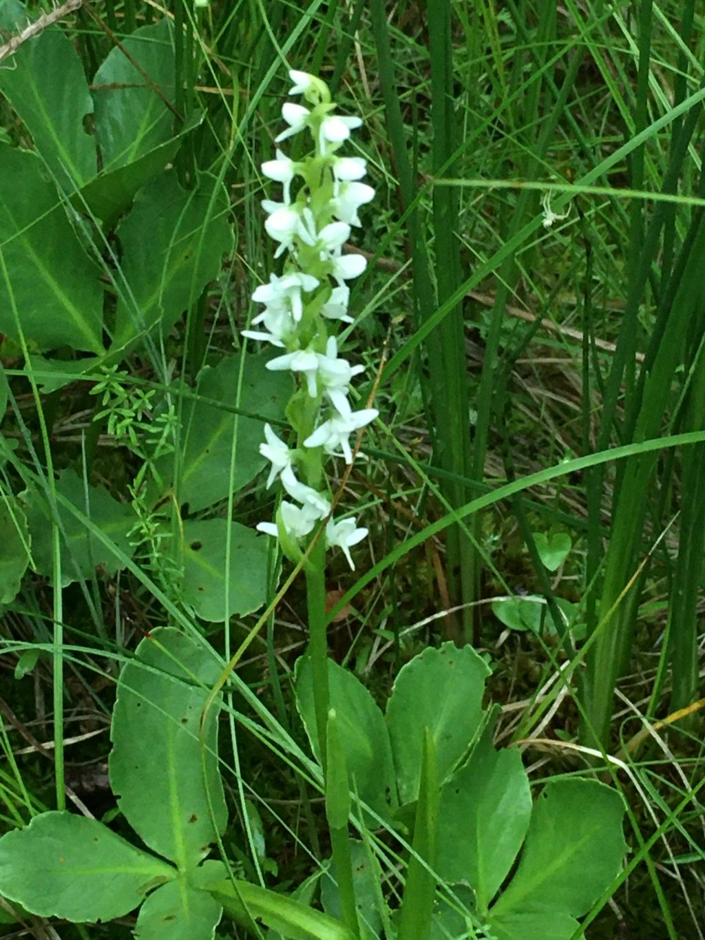 Summer 2021 Visit to Welch Creek Natural Area | SAPAA