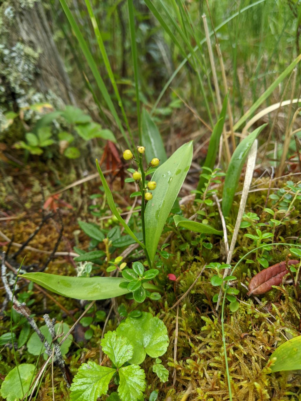 Summer 2021 Visit to Welch Creek Natural Area | SAPAA