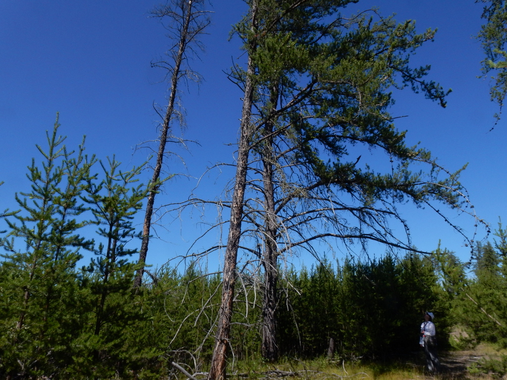 Bellis Lake and Bellis North Natural Areas | SAPAA