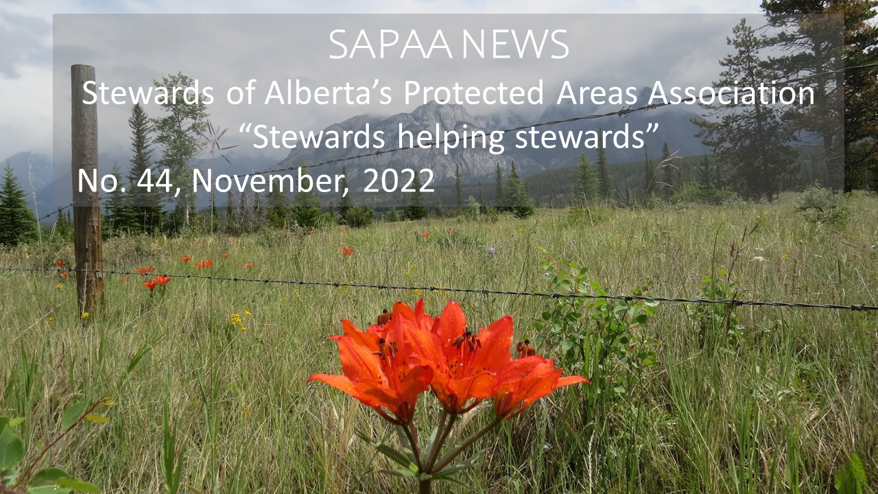 SAPAA Newsletter #44, November 2022 | SAPAA