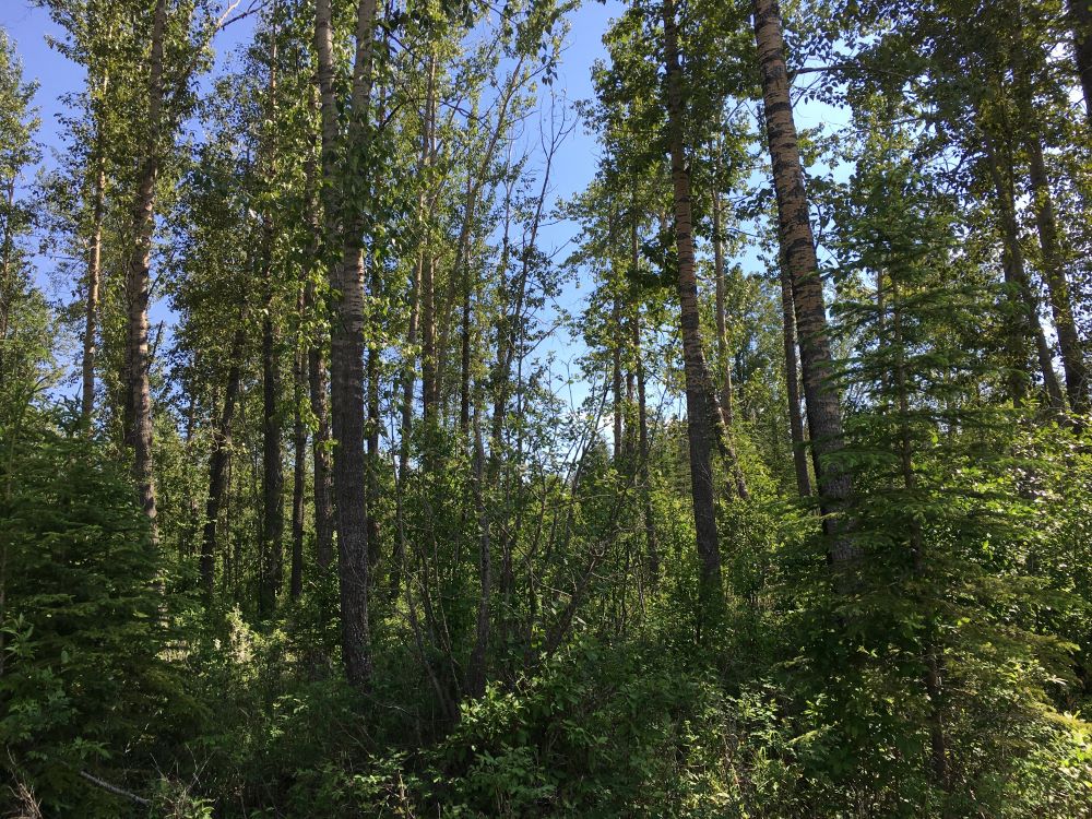 Getting to Know Alberta’s Coniferous Trees | SAPAA