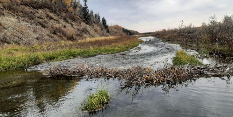 SAPAA Newsletter No. 52, November 2024 | SAPAA