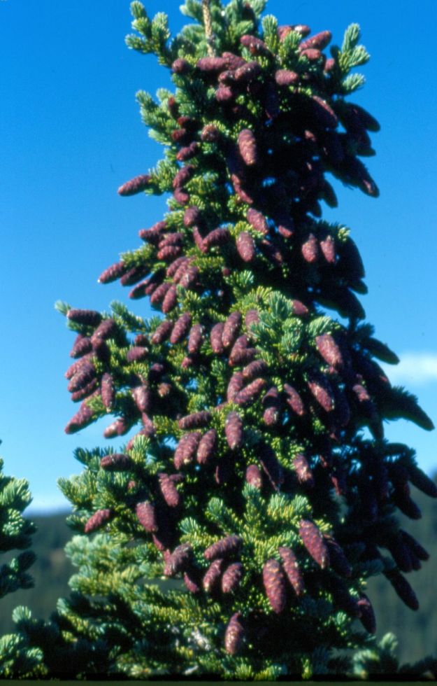 Getting to Know Alberta’s Coniferous Trees | SAPAA