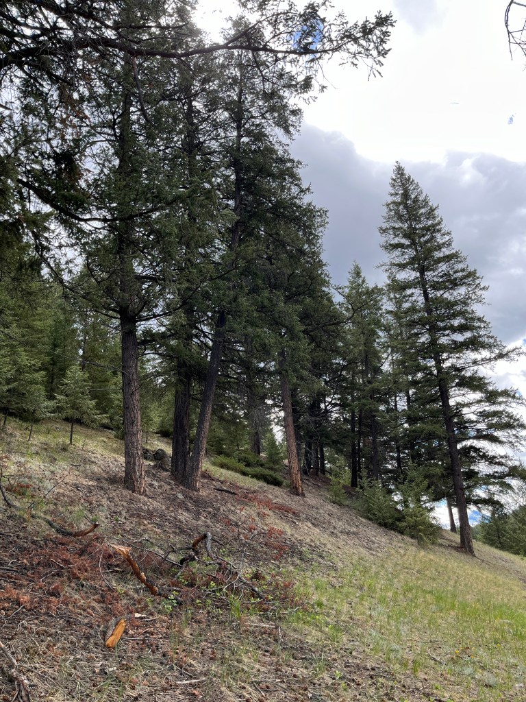 Getting to Know Alberta’s Coniferous Trees | SAPAA