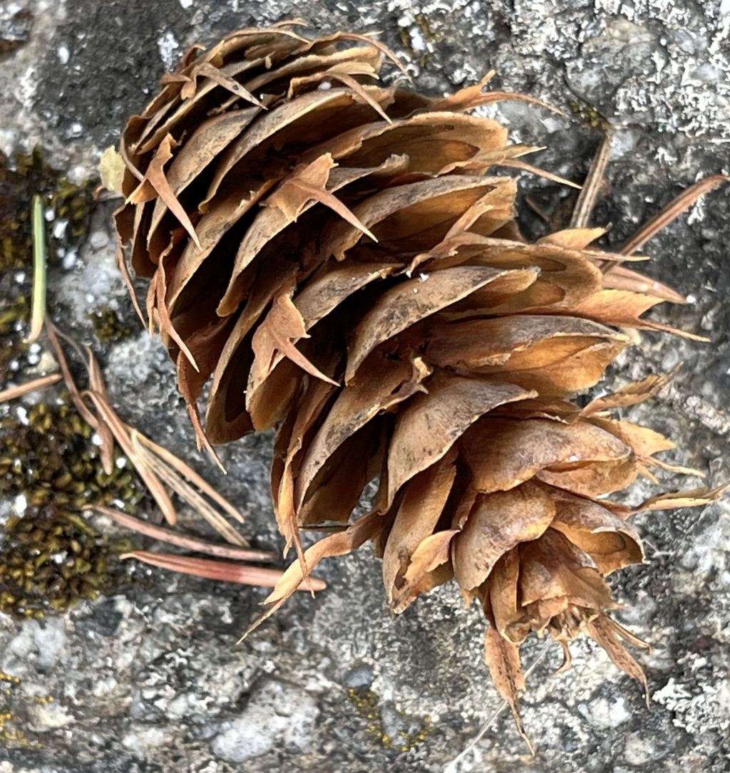 Getting to Know Alberta’s Coniferous Trees | SAPAA