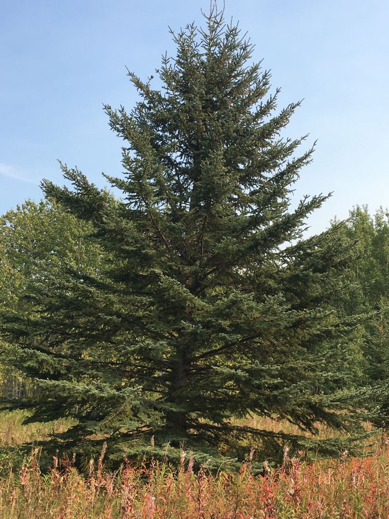 Getting to Know Alberta’s Coniferous Trees | SAPAA