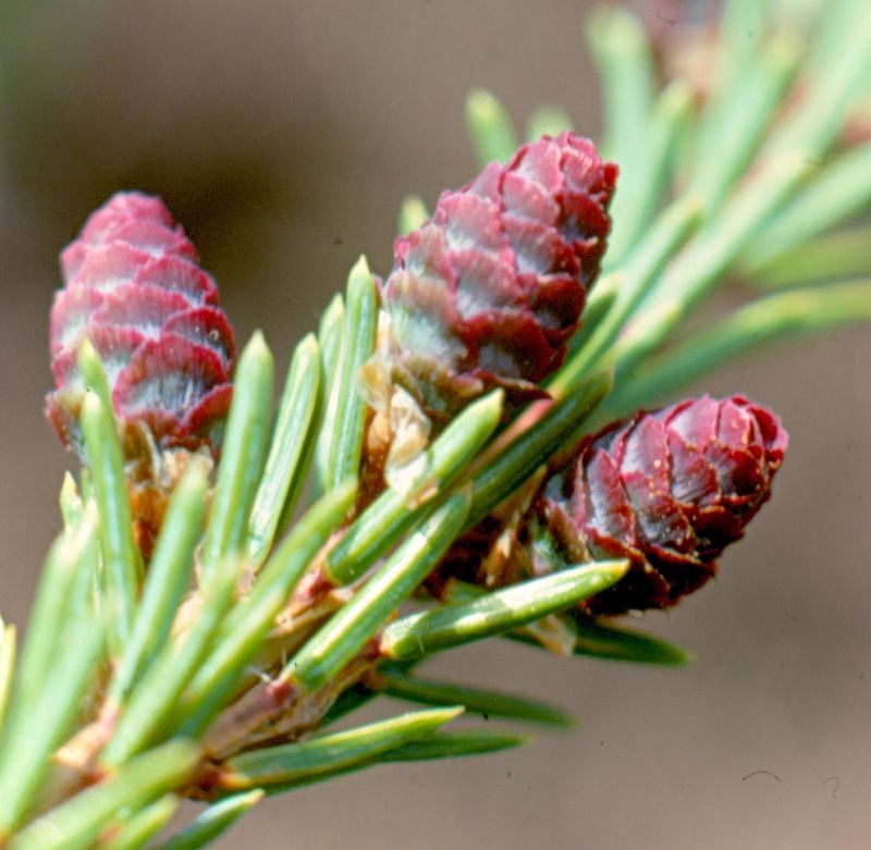Getting to Know Alberta’s Coniferous Trees | SAPAA