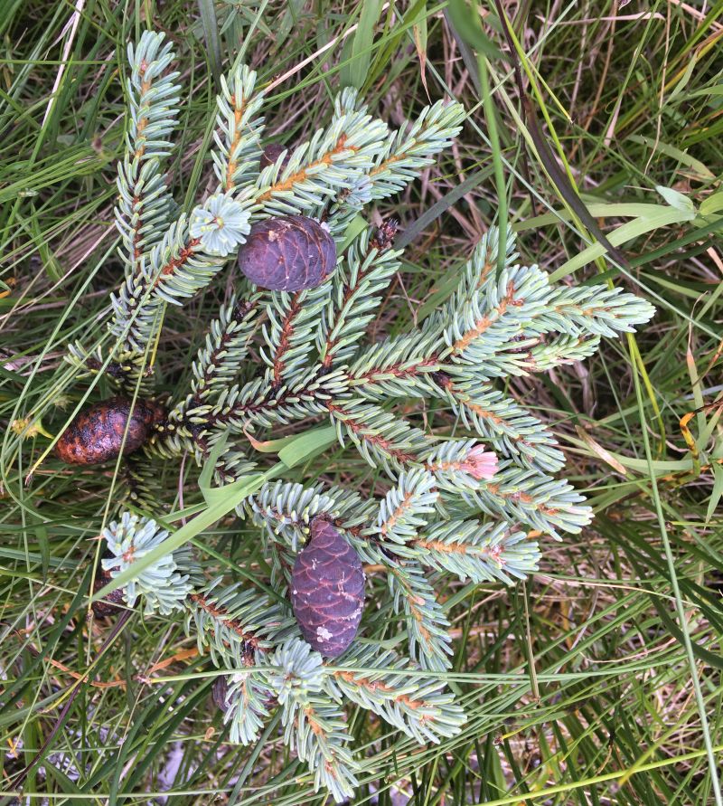 Getting to Know Alberta’s Coniferous Trees | SAPAA