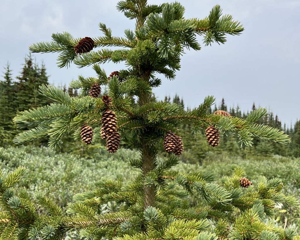 Getting to Know Alberta’s Coniferous Trees | SAPAA