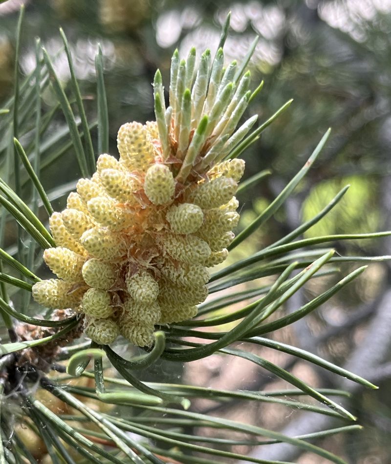 Getting to Know Alberta’s Coniferous Trees | SAPAA