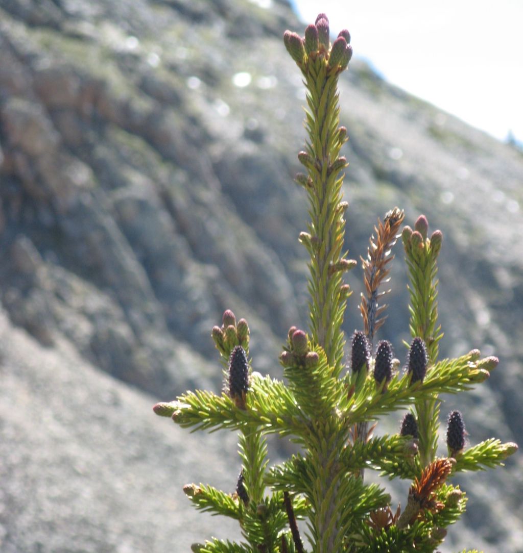 Getting to Know Alberta’s Coniferous Trees | SAPAA