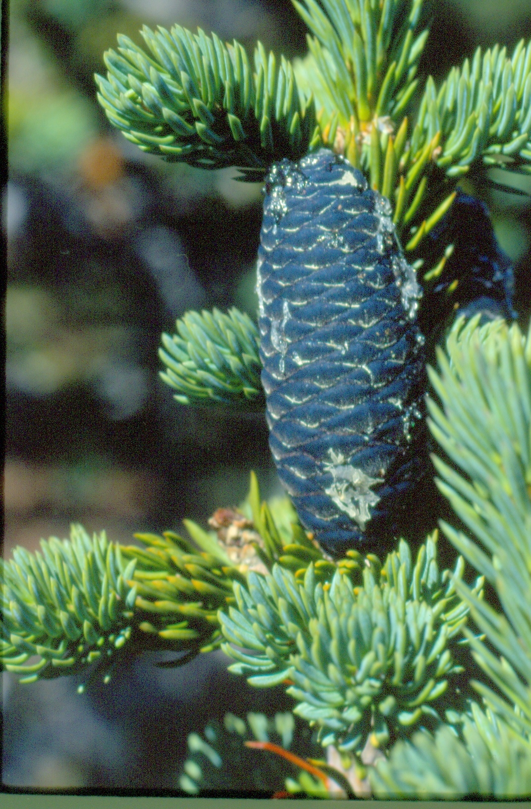 Getting to Know Alberta’s Coniferous Trees | SAPAA