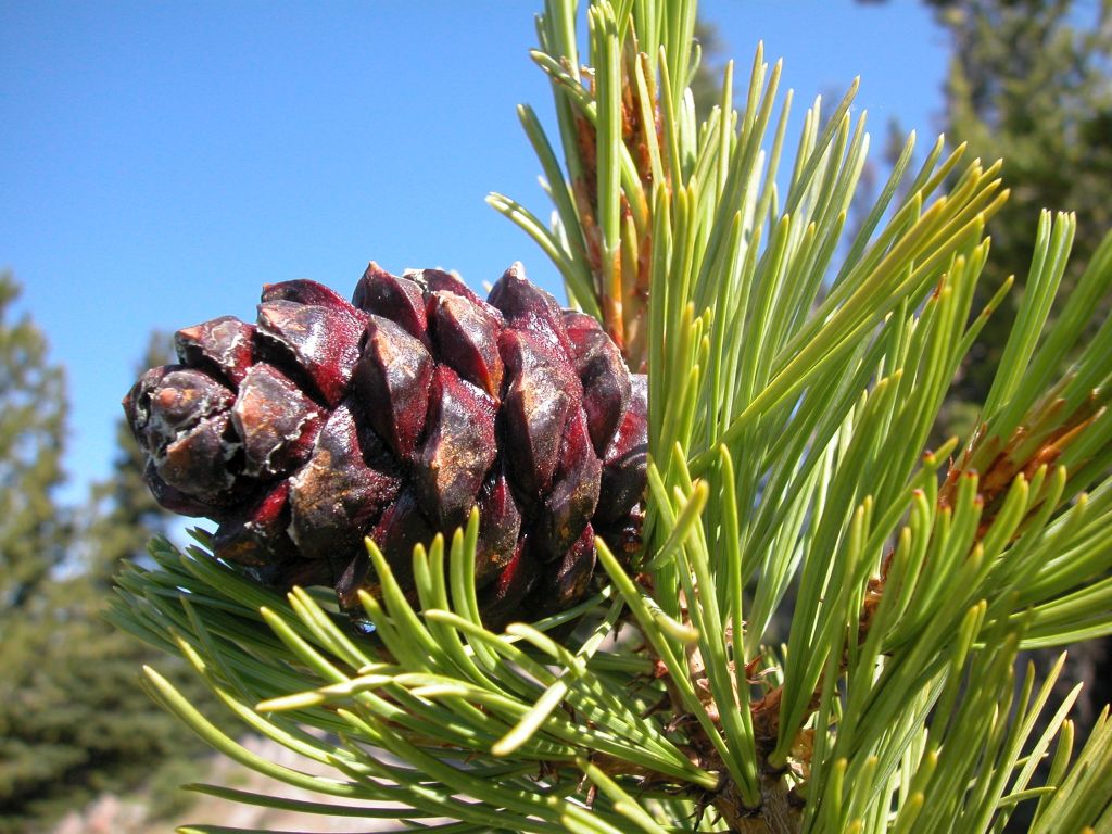 Getting to Know Alberta’s Coniferous Trees | SAPAA