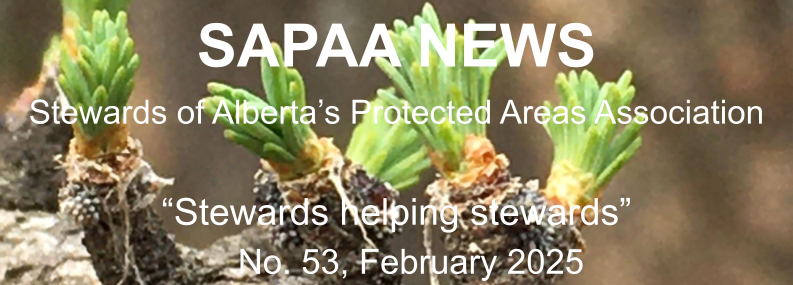 SAPAA Newsletter No. 53, February 2025 | SAPAA