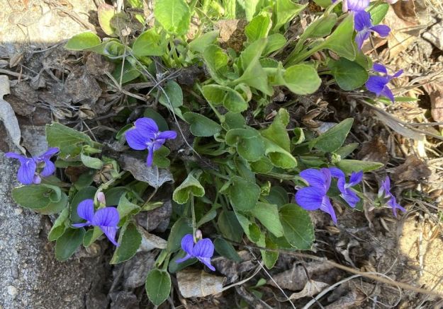 SAPAA Newsletter No. 54, May 2025 | SAPAA